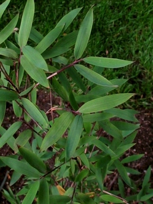 Blue Fountain Bamboo | Fargesia nitida | CANADA