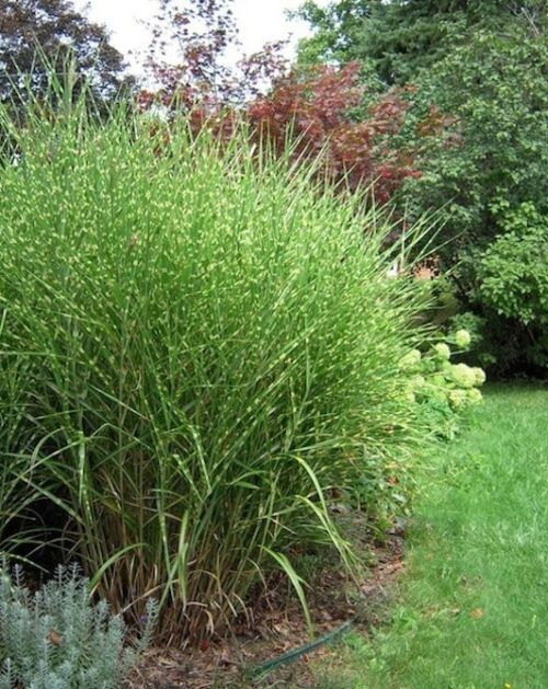 Little Zebra Dwarf Maiden Grass | Miscanthus sinensis 'Little Zebra'
