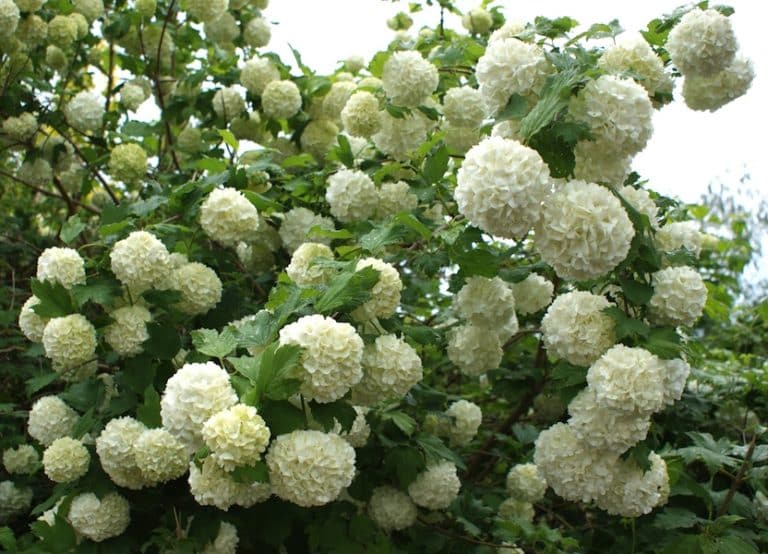 Snowball Bush | Viburnum opulus 'Roseum' | CANADA