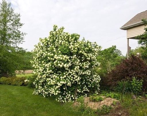 Snowball Bush | Viburnum opulus 'Roseum' | CANADA