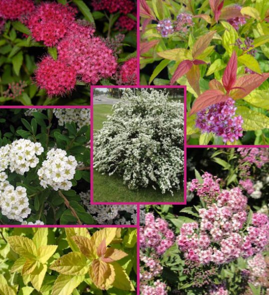 11 Must Have Spirea Shrubs for Dramatic Modern Gardens in Canada