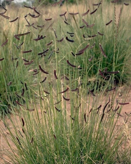 Giant Blue Grama | Bouteloua Gracilis 'Blonde Ambition' | CANADA