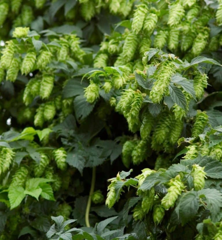 Nugget Hops plant | Humulus lupulus 'Nugget' | CANADA