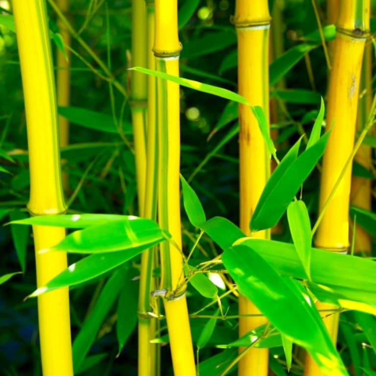 Phyllostachys aureosulcata 'Spectabilis' | Yellow Groove Bamboo