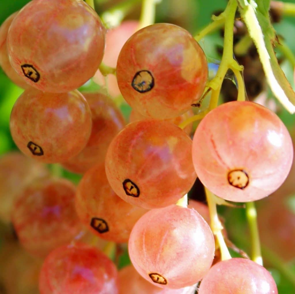 Pink Currant FOR SALE | Ribes rubrum 'Pink Champagne' | CANADA