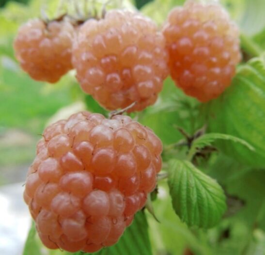 Yellow Raspberry | Rubus idaeus 'Anne' | Anne Raspberry