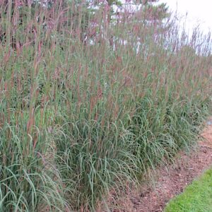 Red Silver Maiden Grass | Miscanthus sinensis 'Rotsilber' | Red Flower