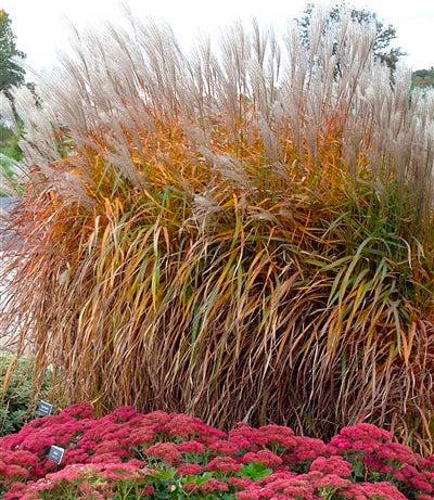 BUY FLAME GRASS | Miscanthus sinensis 'Purpurascens'