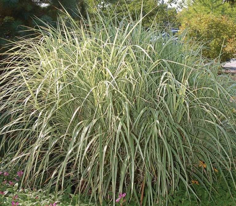 Feather Reed Grass | Calamagrostis acutiflora 'Overdam'