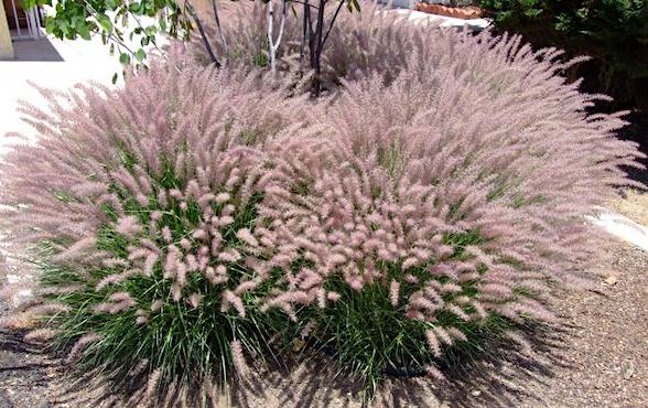 Karley Rose Fountain Grass | Pennisetum orientale 'Karley Rose'