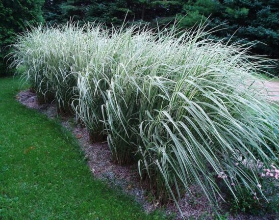 Variegated Japanese Silver Grass | Miscanthus sinensis 'Variegatus'