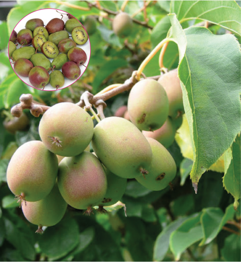 Female Hardy Kiwi | Actinidia arguta 'Anna' ('Ananasnaya')
