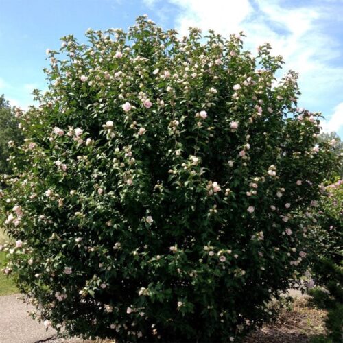 Pink-flowered Rose of Sharon | Hibiscus syriacus 'Blushing Bride'