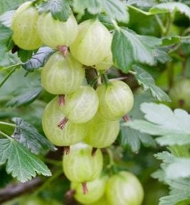 Invicta Green Gooseberry Bush| Ribes uva-crispa 'Invicta' | Order