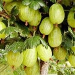 Invicta Green Gooseberry Bush| Ribes uva-crispa 'Invicta' | Order