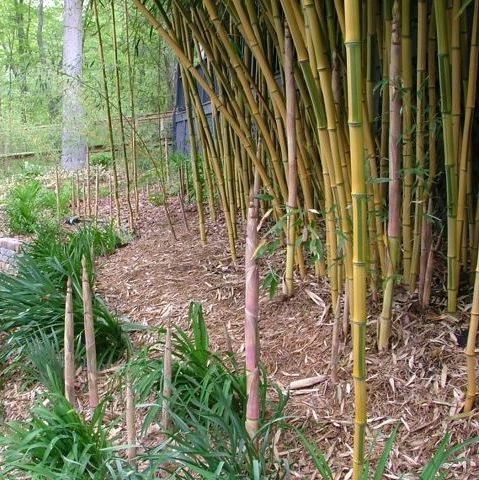 Phyllostachys aureosulcata 'Spectabilis' | Yellow Groove Bamboo