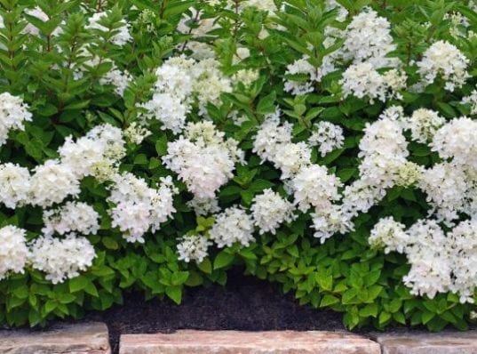 Hydrangea paniculata 'Bombshell' - BambooPlants.ca