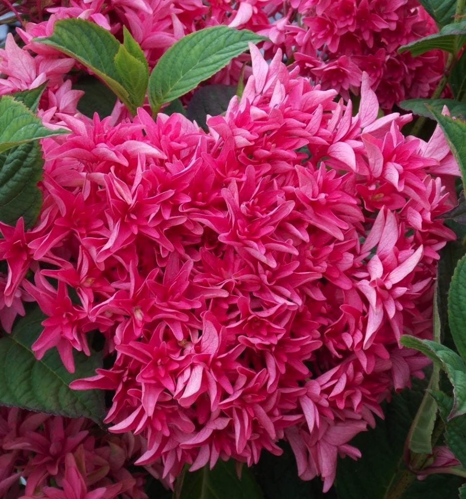 Hydrangea macrophylla x paniculata 'Princess Diana' WOWTime® ('H21-3 ...