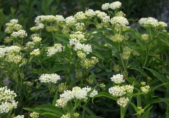 Ice Ballet Swamp Milkweed | Asclepias incarnata 'Ice Ballet' | CANADA