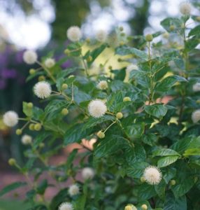Button Bush | Button Willow | Cephalanthus occidentalis | CANADA
