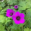 Geranium 'Anne Thomson' | Hardy Geranium | Yellow-leaved Cranesbill