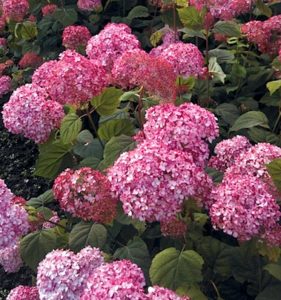 Cotton Candy Smooth Hydrangea | Hydrangea arborescens 'Cotton Candy'