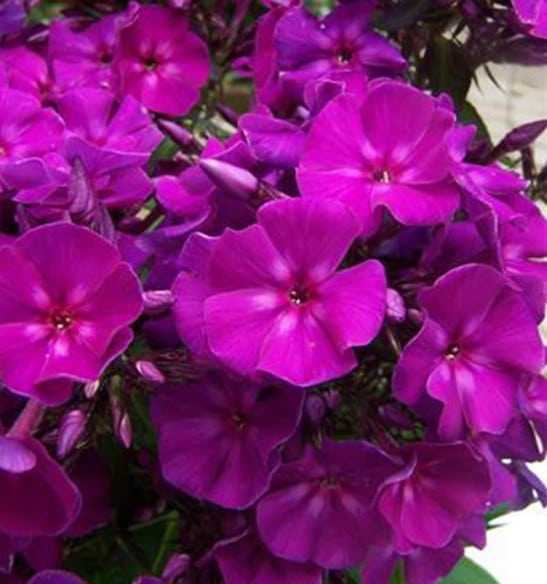 Dwarf Purple Garden Phlox | Phlox paniculata FLAME™ 'Purple Improved'
