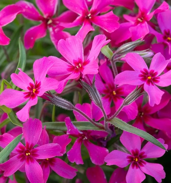 Red Creeping Phlox | Phlox subulata 'Red Wings'|Red Wings Phlox