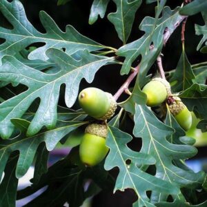 Brown Curly Willow | Corkscrew Willow | Salix babylonica f. tortuosa