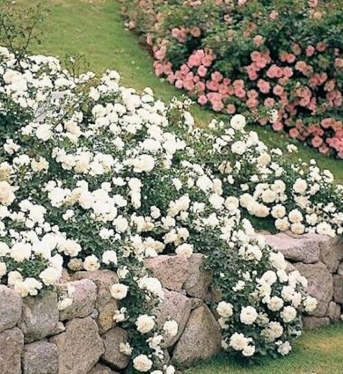 White creeping rose | Rosa alba meidiland