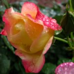 Campfire Rose | Rosa 'Campfire' | Rosa 'CA29' | Bicolour Red-Yellow