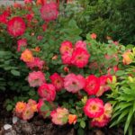 Campfire Rose | Rosa 'Campfire' | Rosa 'CA29' | Bicolour Red-Yellow