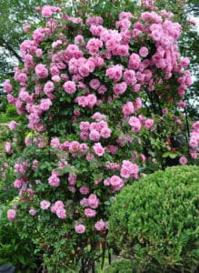 Rosa 'John Davis' | Light Pink Climbing Rose | John Davis Rose