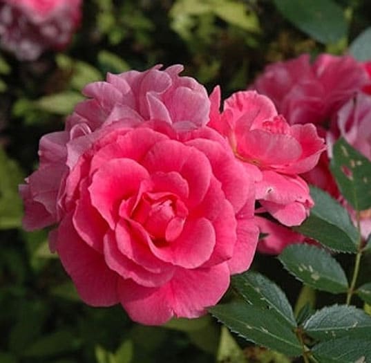 Double Deep Pink Rose | Rosa 'Morden Belle' | Morden Belle Rose