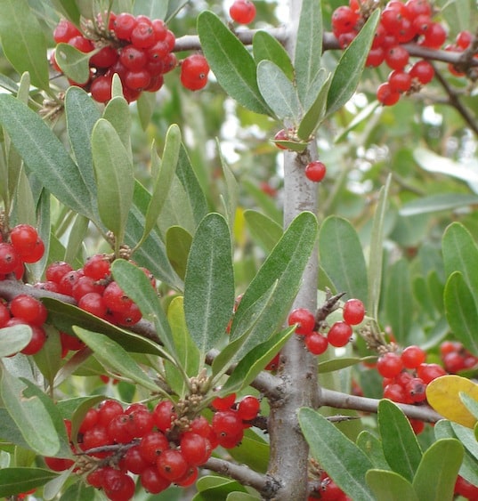 Silver Buffaloberry | Shepherdia argentea | Bull Berry | CANADA