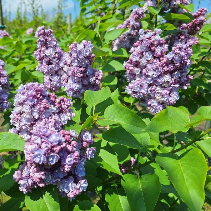Double Lilac | Syringa vulgaris 'Michel Buchner' | French Lilac