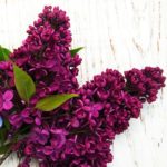 Red Lilac | Monge Lilac | Syringa vulgaris 'Monge' | Red-Purple Bloom