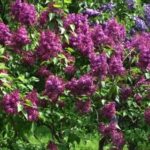 Red Lilac | Monge Lilac | Syringa vulgaris 'Monge' | Red-Purple Bloom