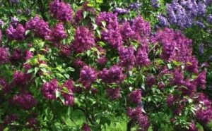 Red Lilac | Monge Lilac | Syringa vulgaris 'Monge' | Red-Purple Bloom