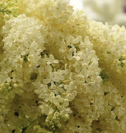 Yellow Lilac | Syringa vulgaris 'Primrose' | Primrose Lilac | CANADA