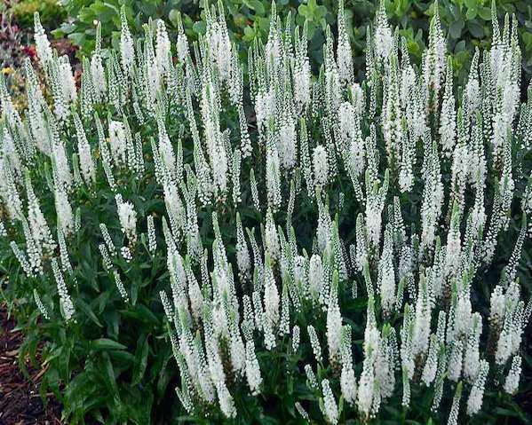 White Speedwell | Veronica spicata 'Snow Candles' | Dwarf Speedwell
