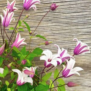 Clematis 'Princess Kate' ('Zoprika') | Bell-shaped Clematis