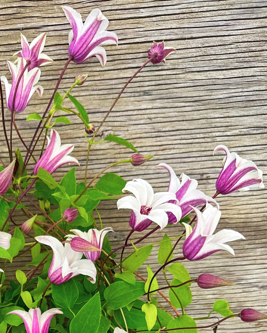 Clematis 'Princess Kate' ('Zoprika') | Bell-shaped Clematis