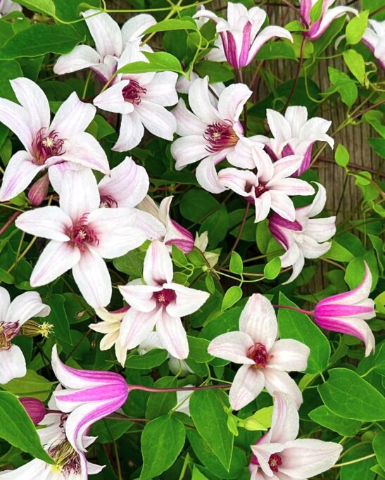 Clematis 'Princess Kate' ('Zoprika') | Bell-shaped Clematis
