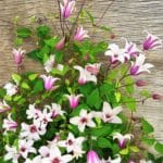 Clematis 'Princess Kate' ('Zoprika') | Bell-shaped Clematis