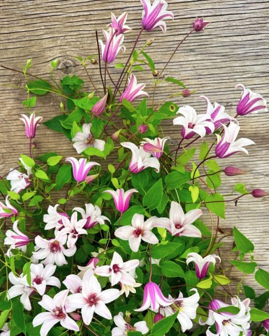 Clematis 'Princess Kate' ('Zoprika') | Bell-shaped Clematis