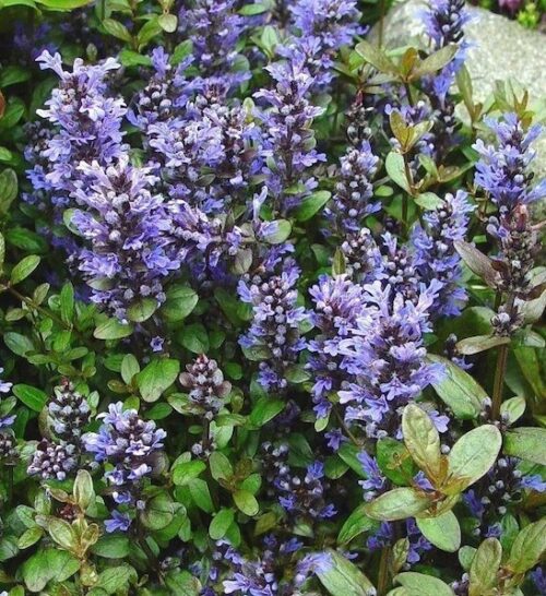 Chocolate Chip Bugleweed | Ajuga tenorei 'Chocolate Chip'