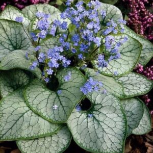 Siberian Bugloss | Brunnera macrophylla 'Alexander's Great'