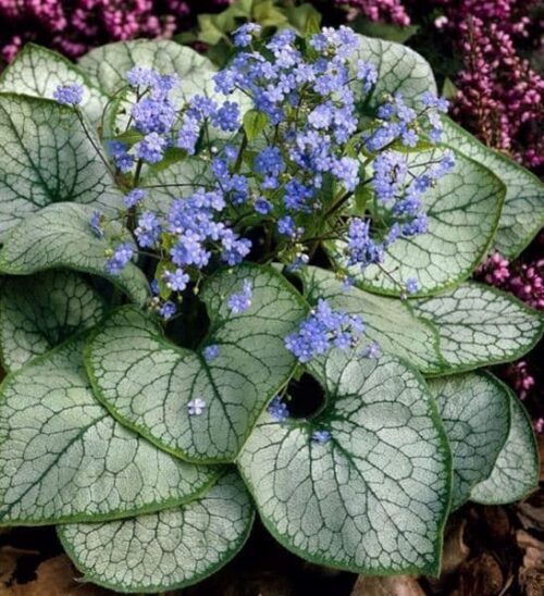 Siberian Bugloss | Brunnera macrophylla 'Alexander's Great'