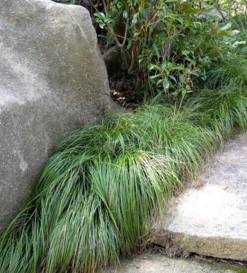 Pennsylvania Sedge | Carex pensylvanica | Common Oak Sedge